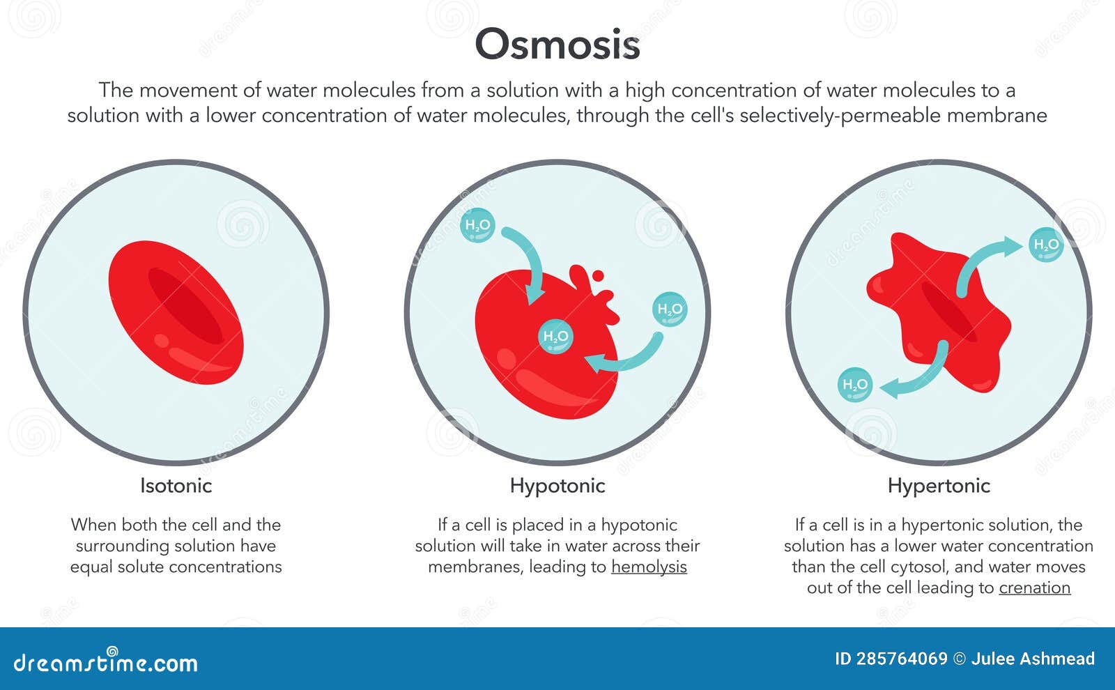 Osmosis In Red Blood Cells Science Vector Illustration Diagram ...