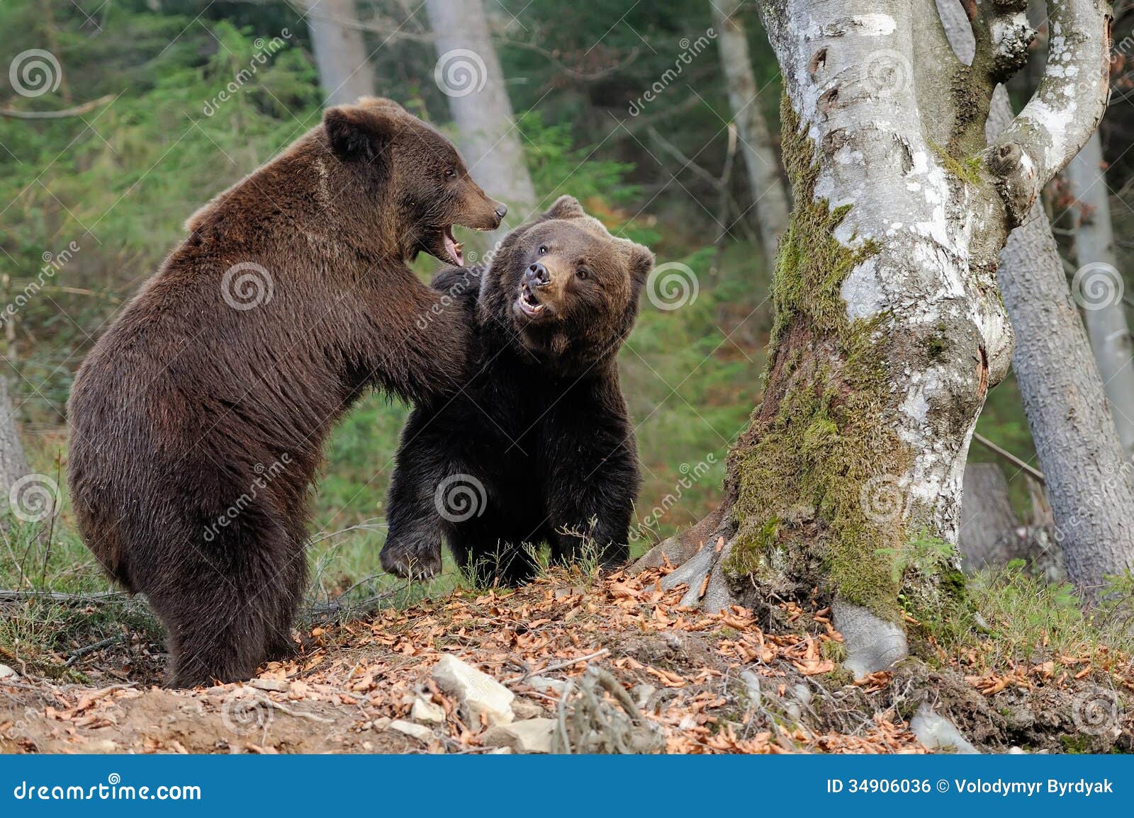 Oso foto de archivo. Imagen de grande, hermoso, standing - 34906036