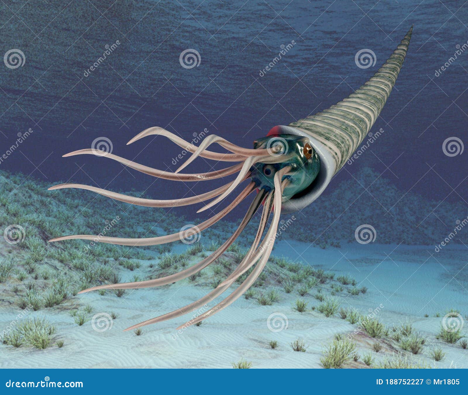 Oso Ammonoids Baculite stock illustration. Illustration of baculite ...