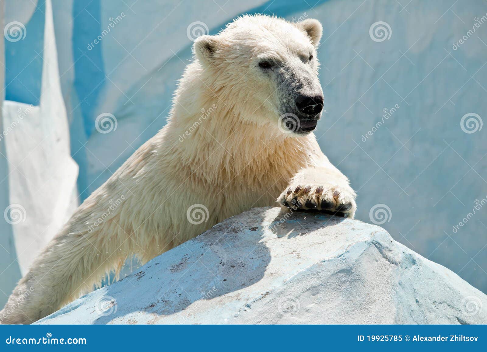 Oso blanco imagen de archivo. Imagen de svalbard, especie - 19925785
