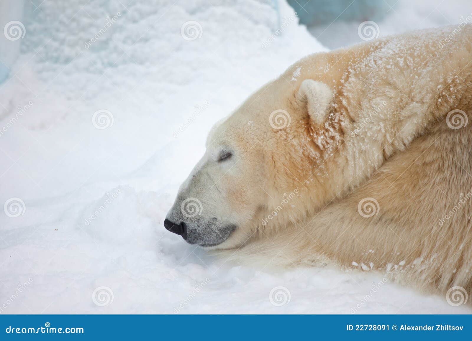 Oso blanco imagen de archivo. Imagen de cubo, exterior - 22728091