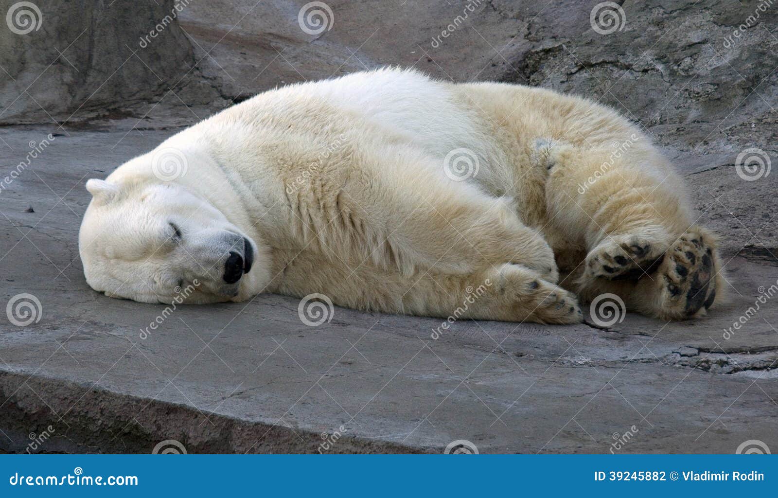 Oso blanco foto de archivo. Imagen de nadada, pelo, blanco - 39245882