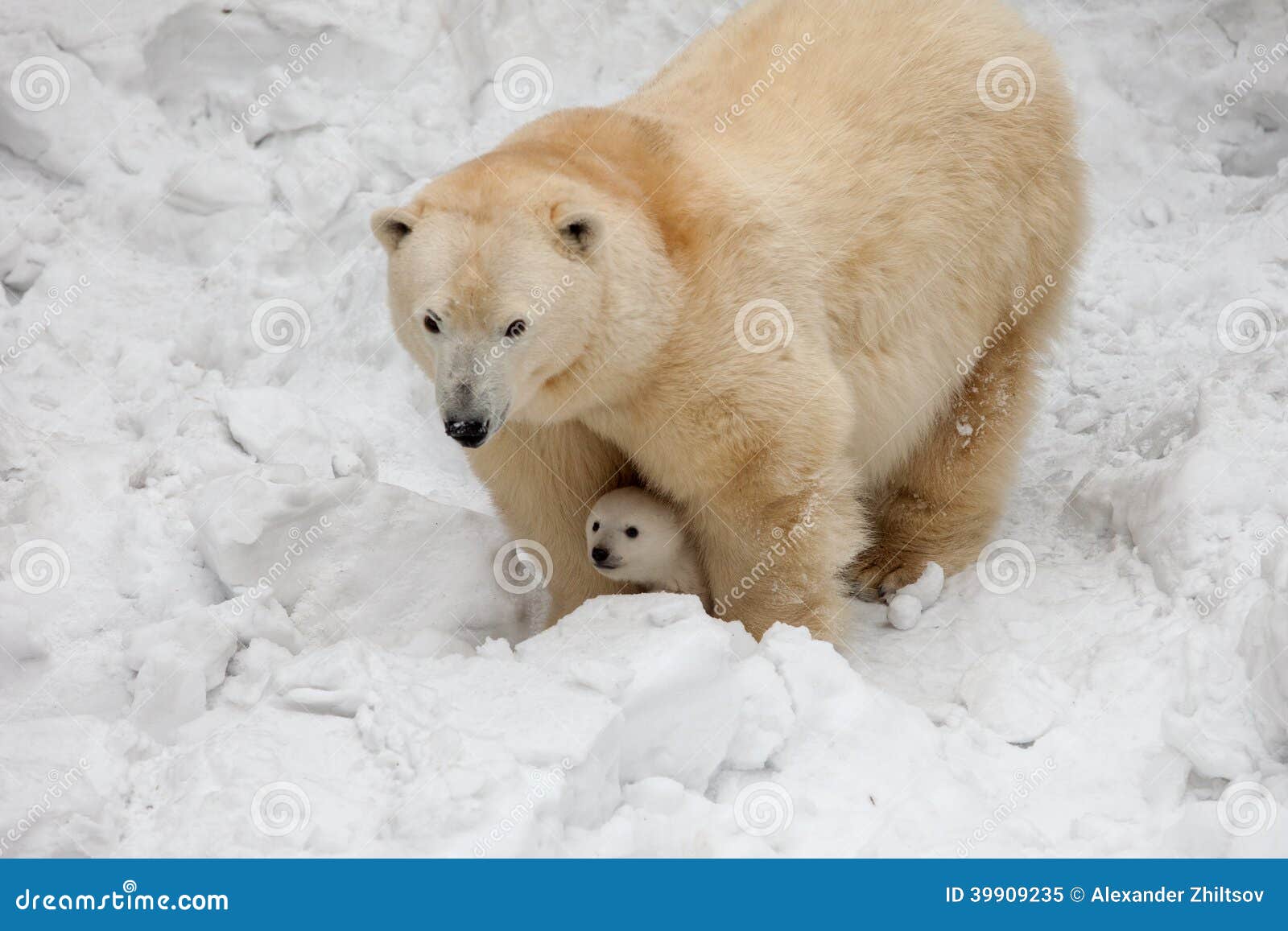 Oso blanco imagen de archivo. Imagen de débil, cuidado - 39909235