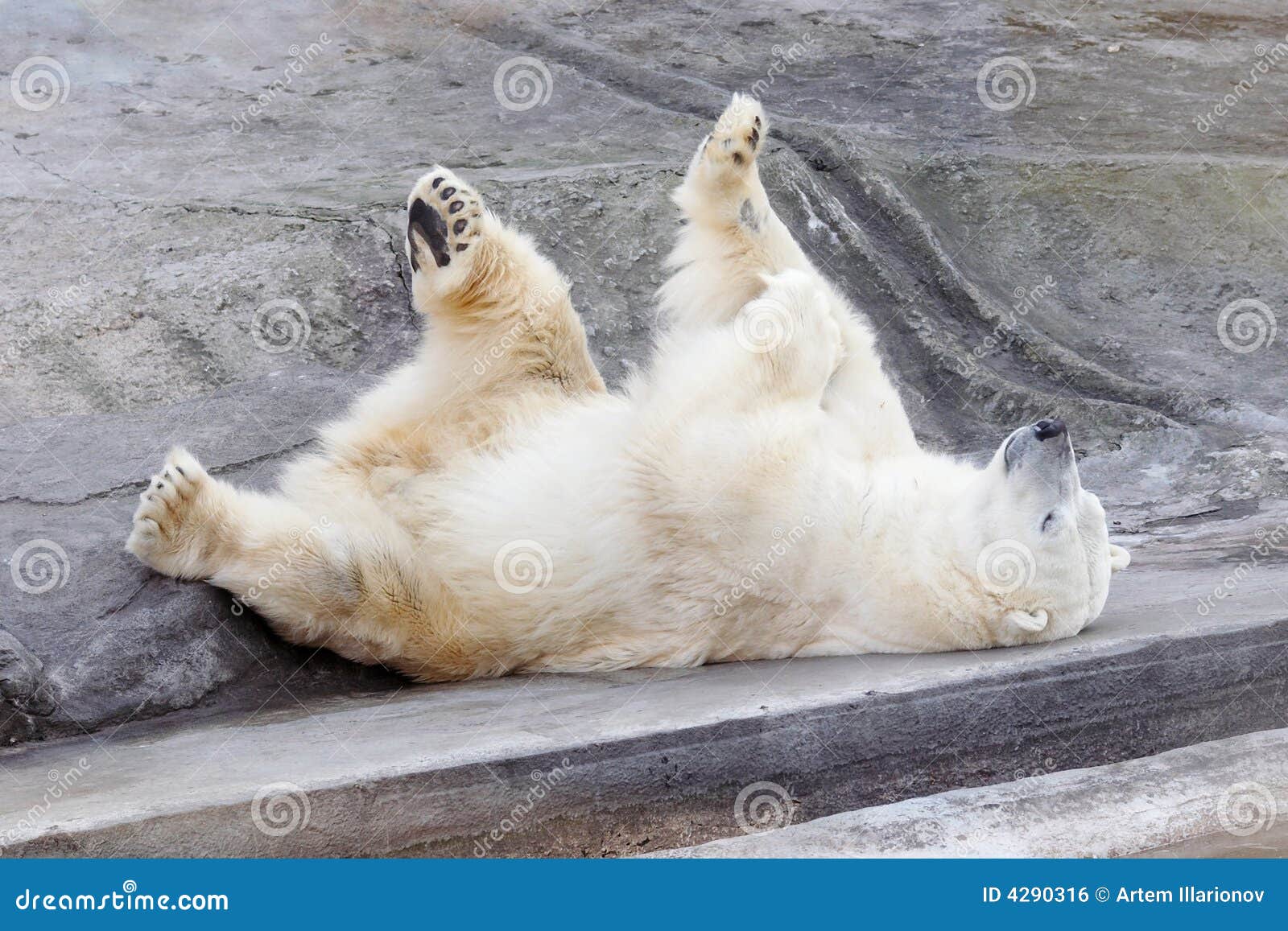 Oso blanco foto de archivo. Imagen de gordo, blanco, poderoso - 4290316