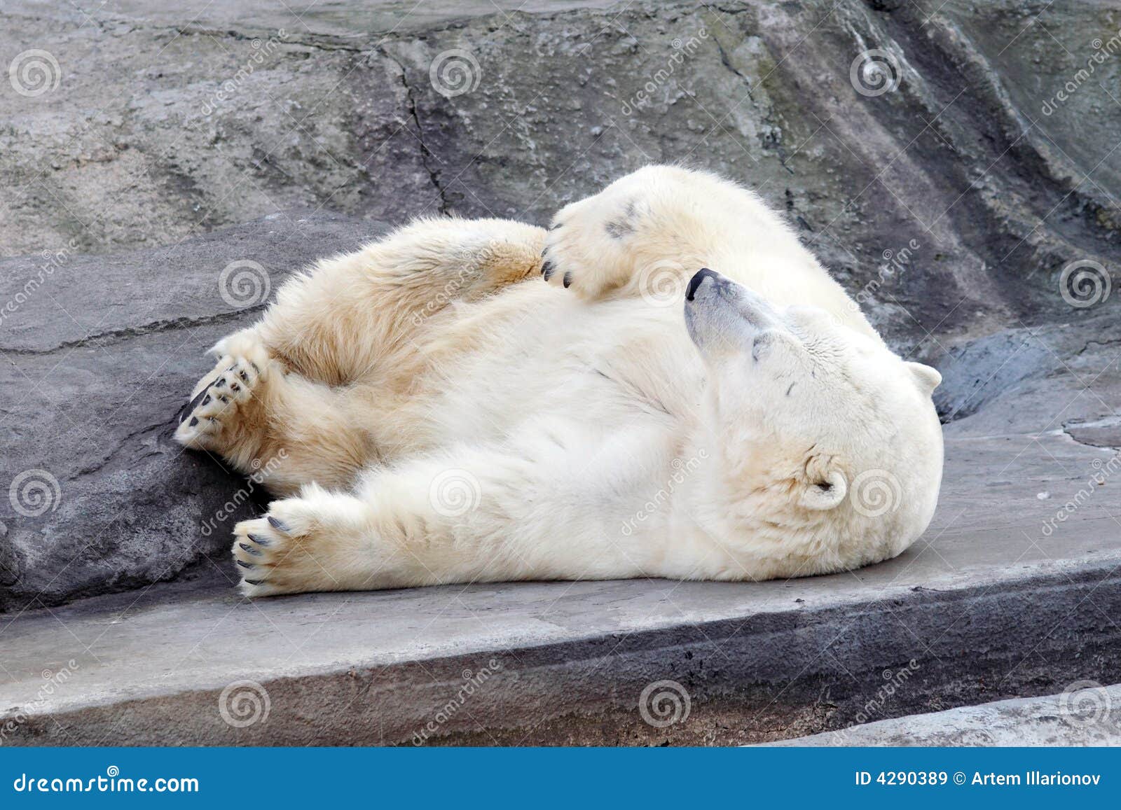 Oso blanco imagen de archivo. Imagen de fauna, especie - 4290389