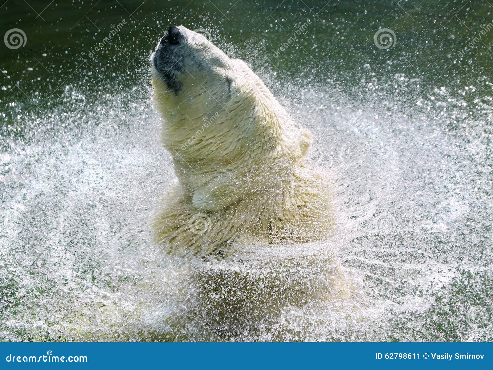 Oso blanco imagen de archivo. Imagen de norte, exterior - 62798611