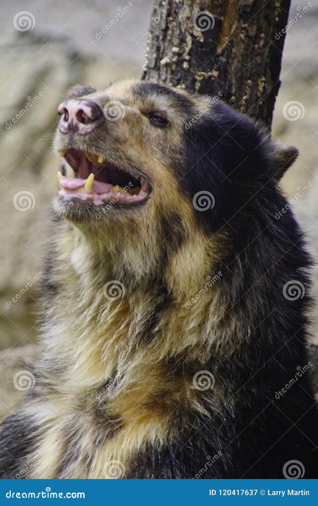 Oso con gafas andino imagen de archivo. Imagen de america - 120417637