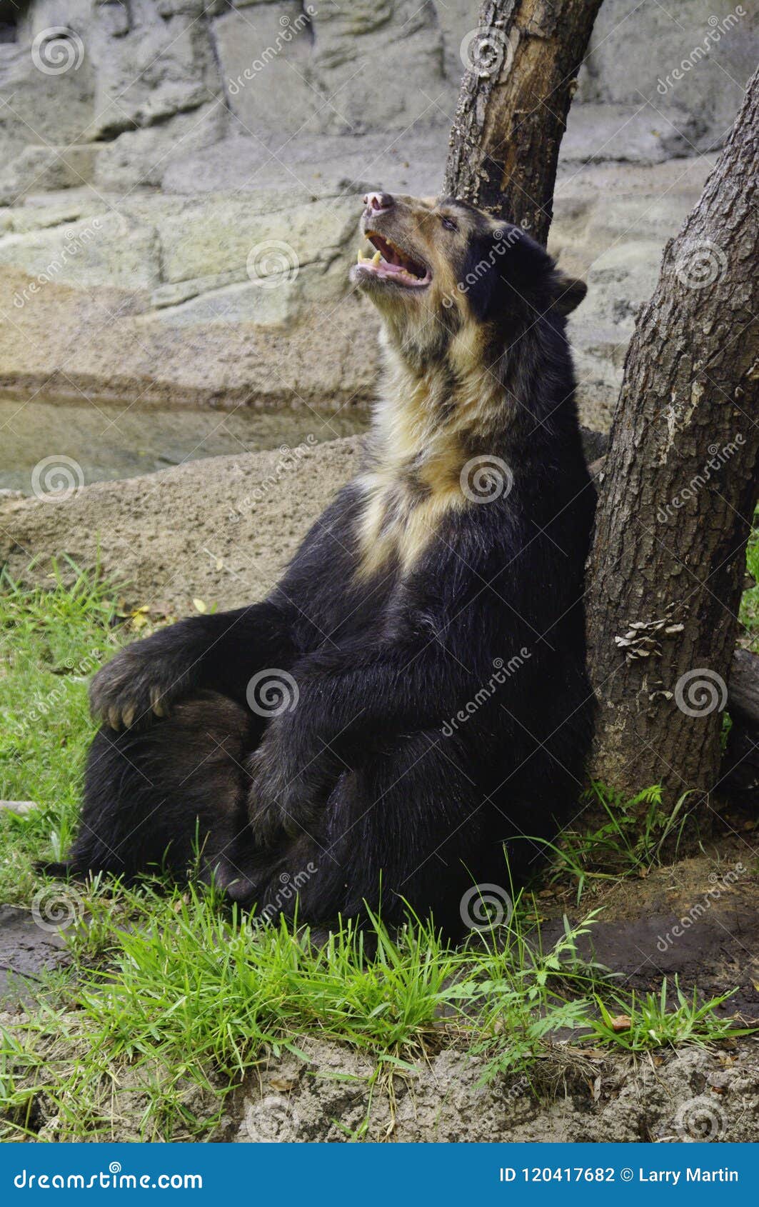 Oso con gafas andino foto de archivo. Imagen de cortocircuito - 120417682