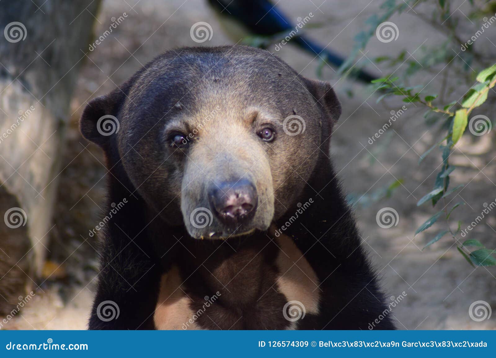 Oso de Baribal imagen de archivo. Imagen de negro, americano - 126574309
