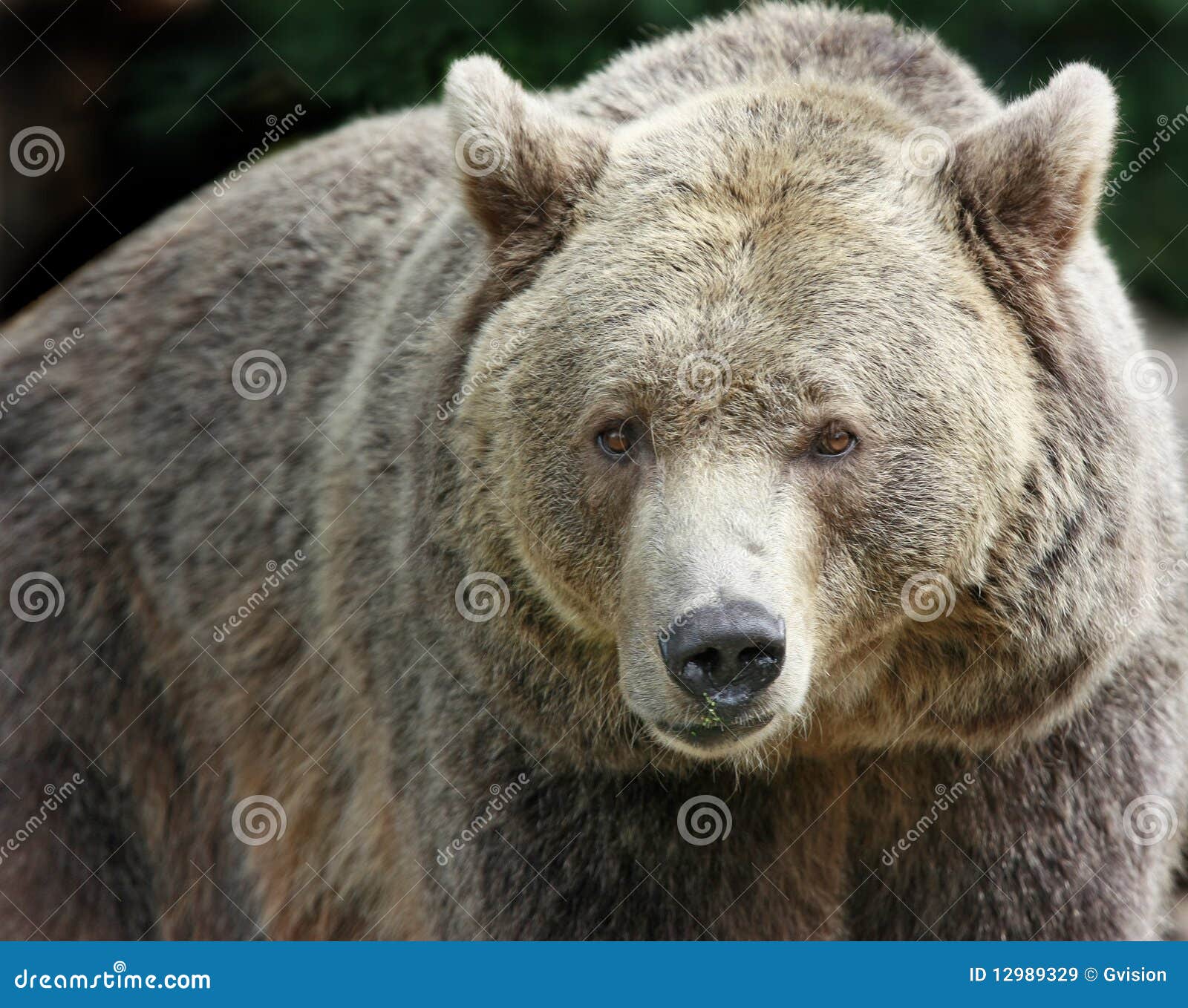Oso de Brown imagen de archivo. Imagen de contemplar - 12989329
