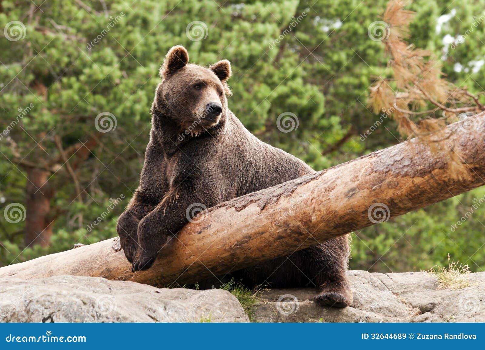 Oso de Brown imagen de archivo. Imagen de yermo, lindo - 32644689