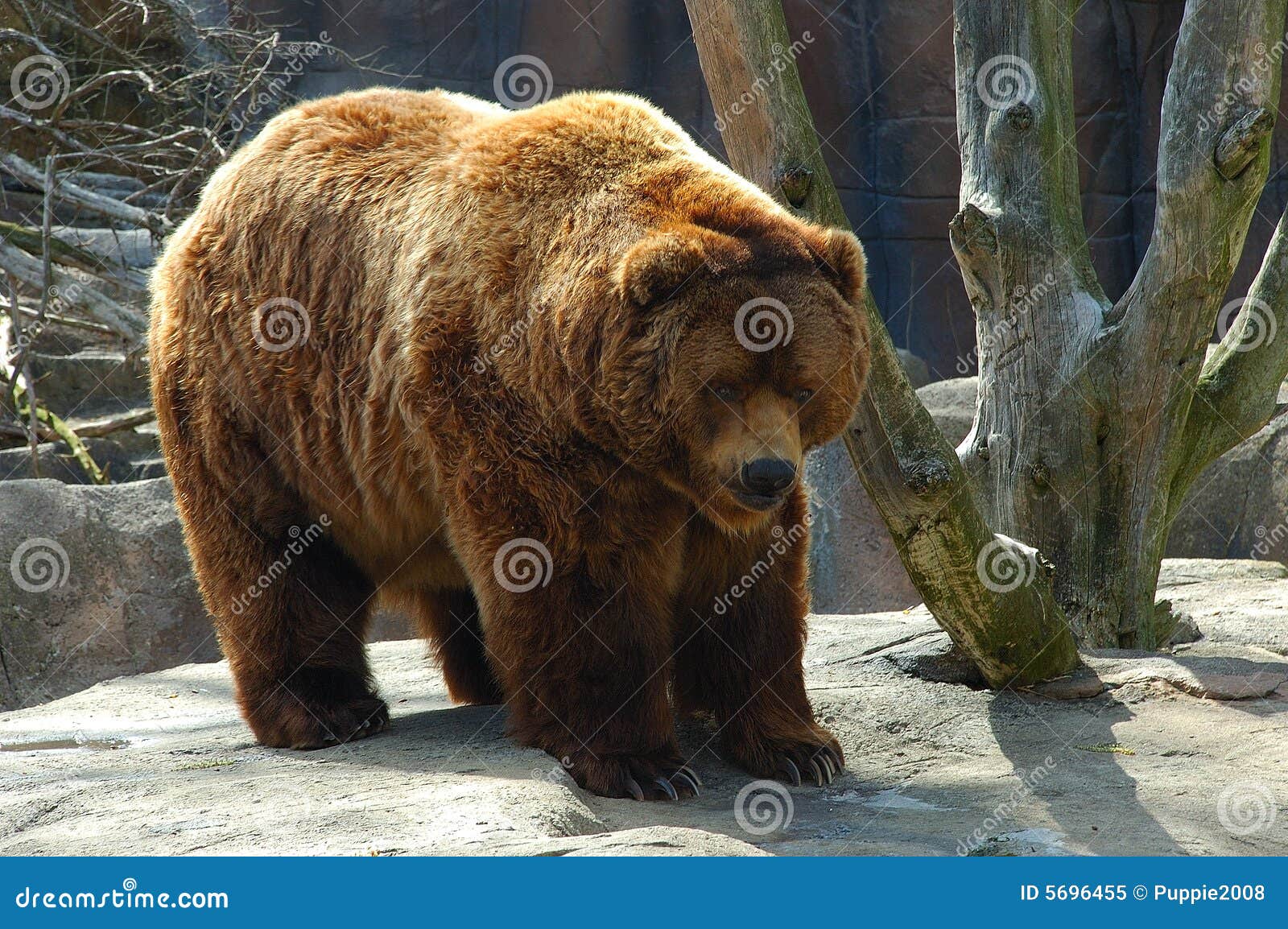 Oso de Brown imagen de archivo. Imagen de fuerte, america - 5696455