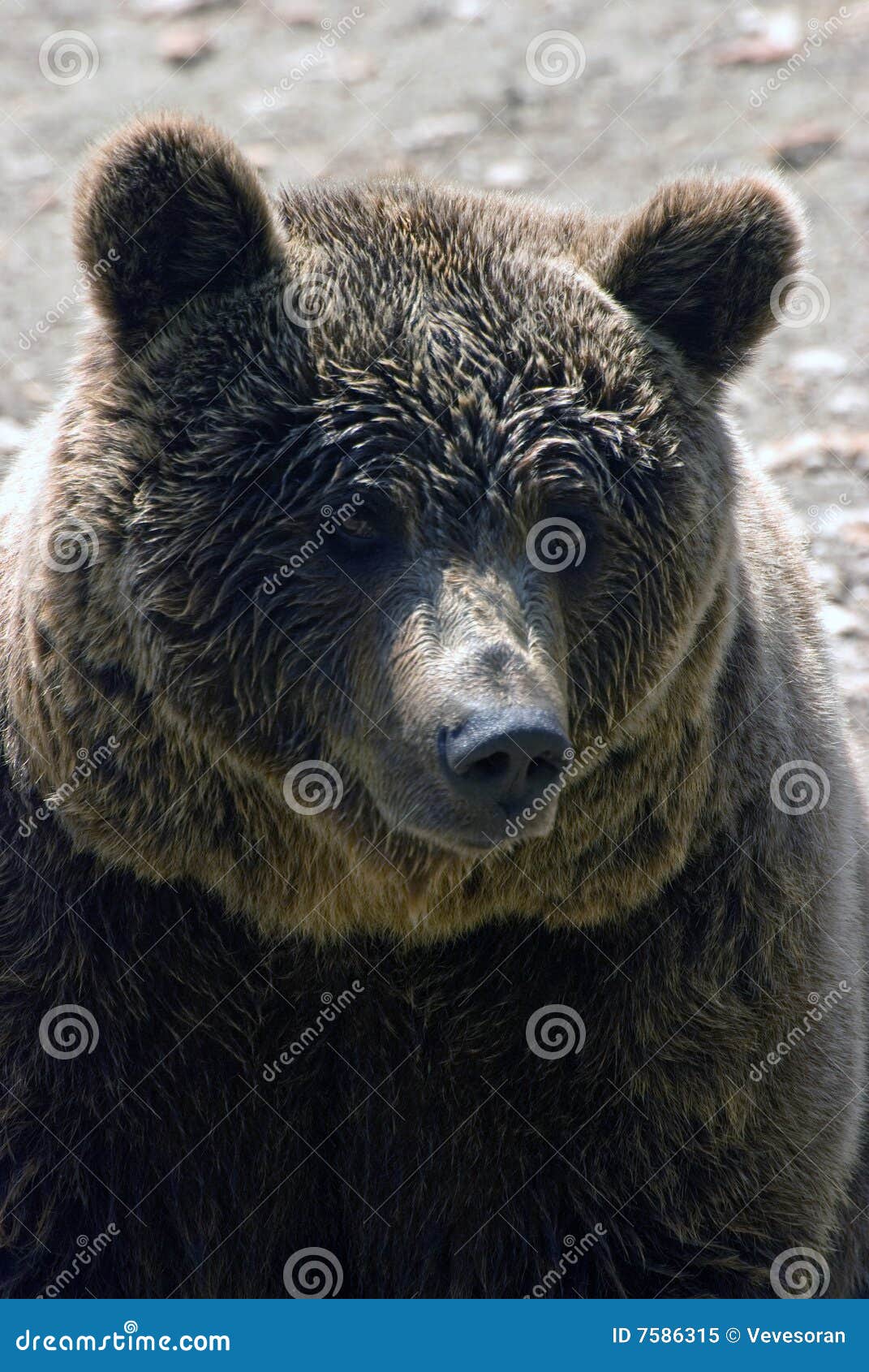 Oso de Brown imagen de archivo. Imagen de peludo, piel - 7586315