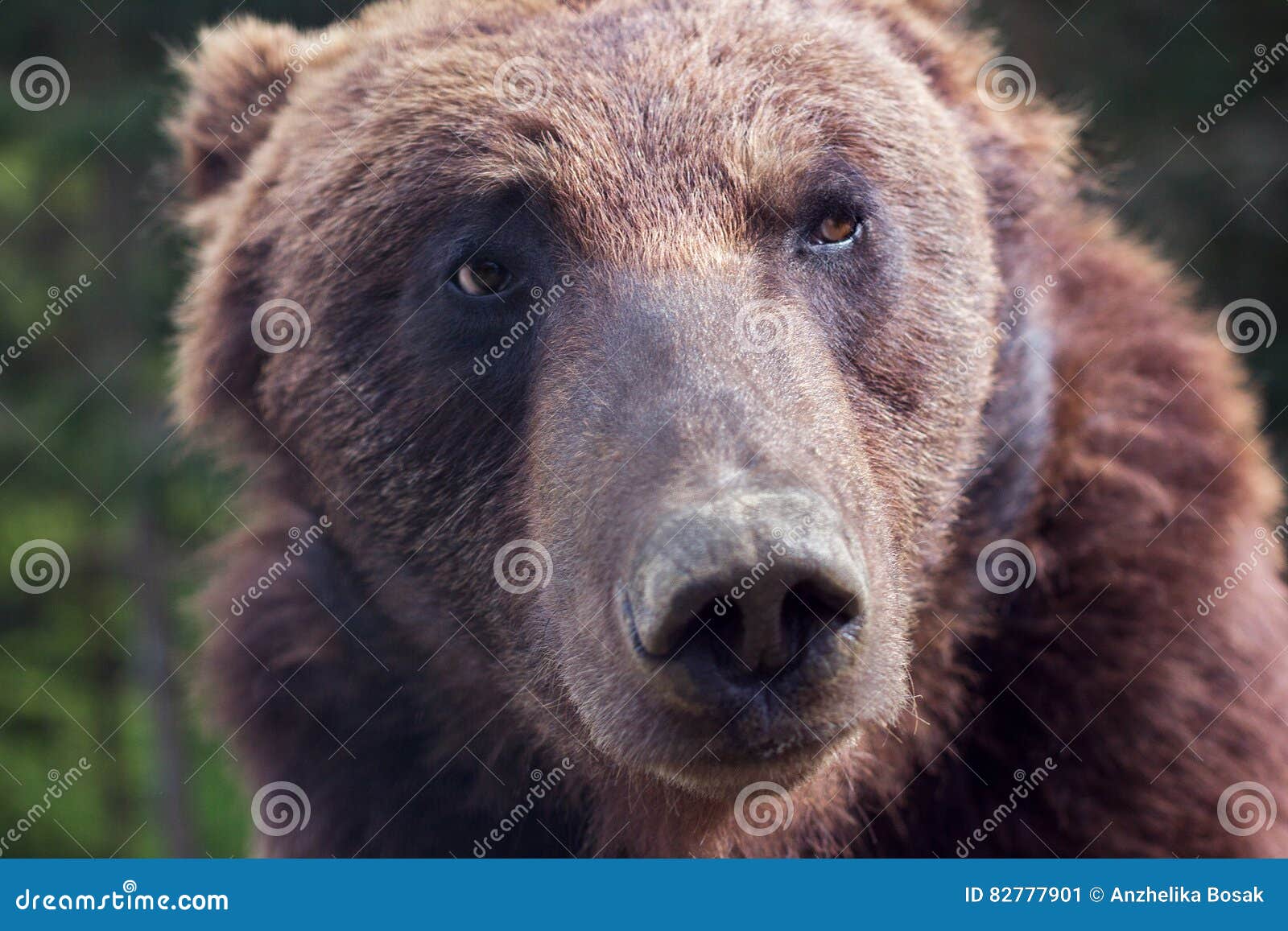 Oso de Brown imagen de archivo. Imagen de vertebrado - 82777901
