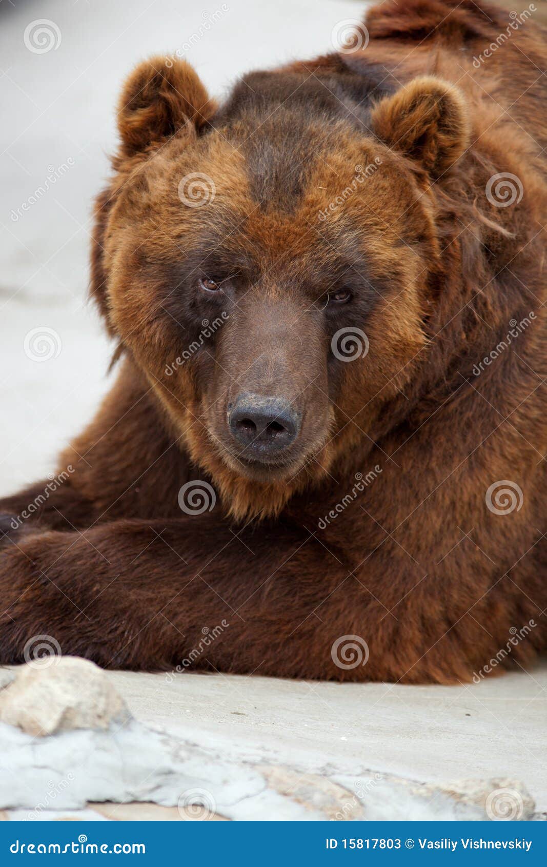 Oso De Brown, Arctos Del Ursus Imagen de archivo - Imagen de cierre ...