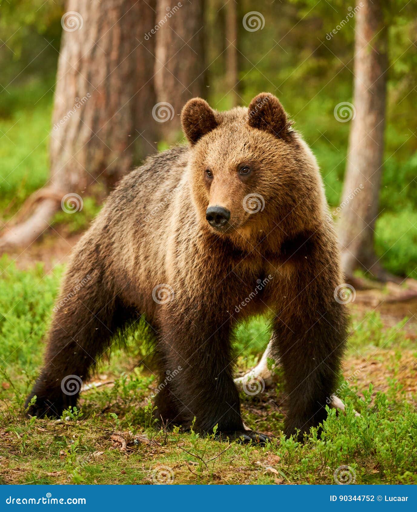 Oso de Brown en el bosque foto de archivo. Imagen de standing - 90344752