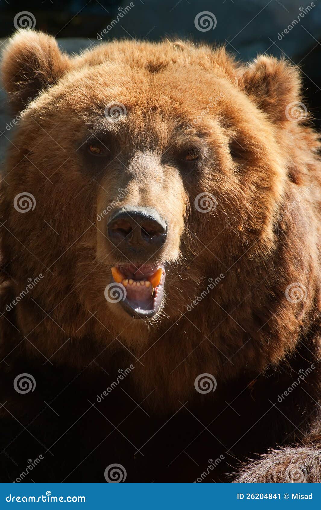 Oso de Brown siberiano imagen de archivo. Imagen de piel - 26204841