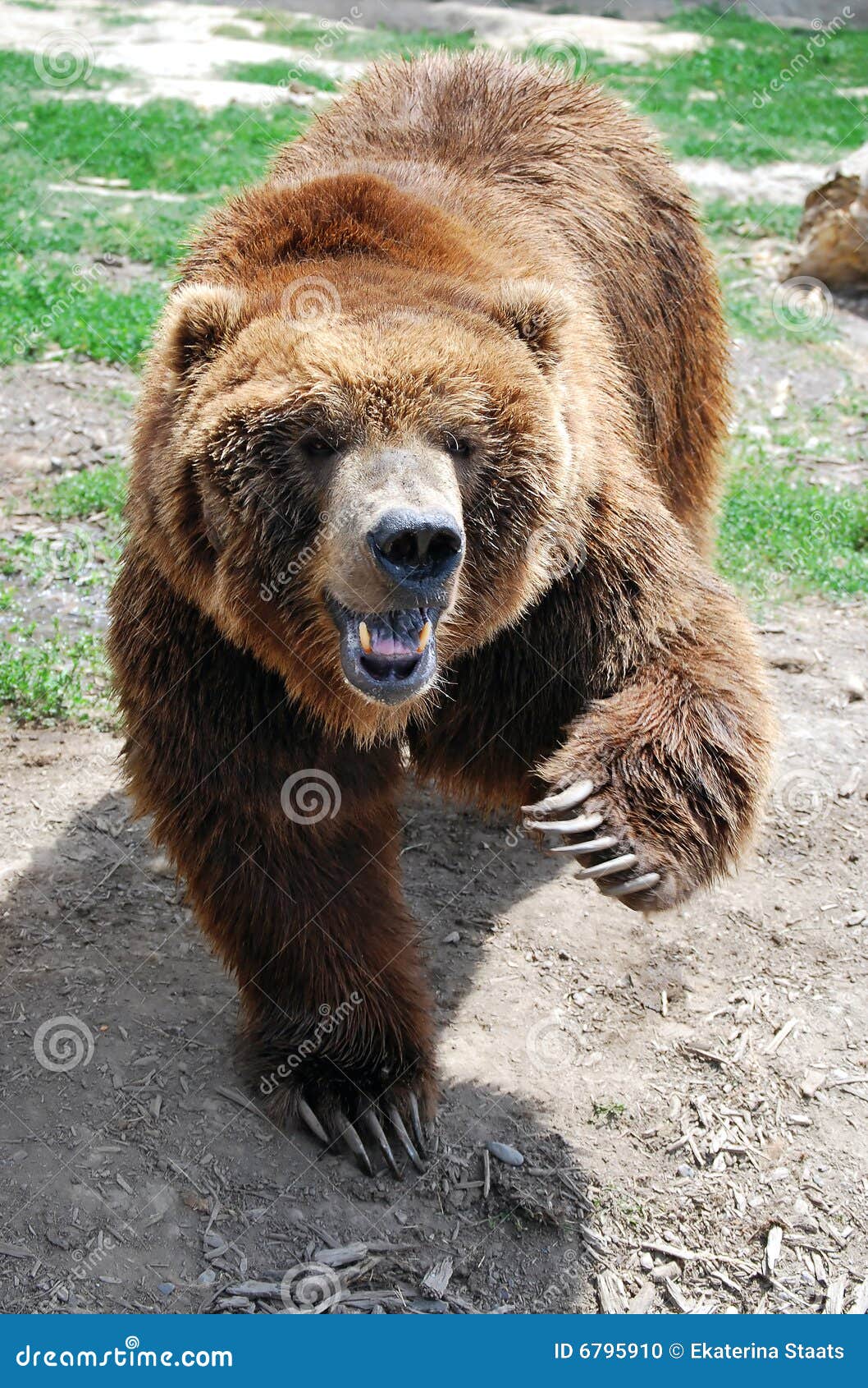 Oso de Grizly foto de archivo. Imagen de mullido, grande - 6795910