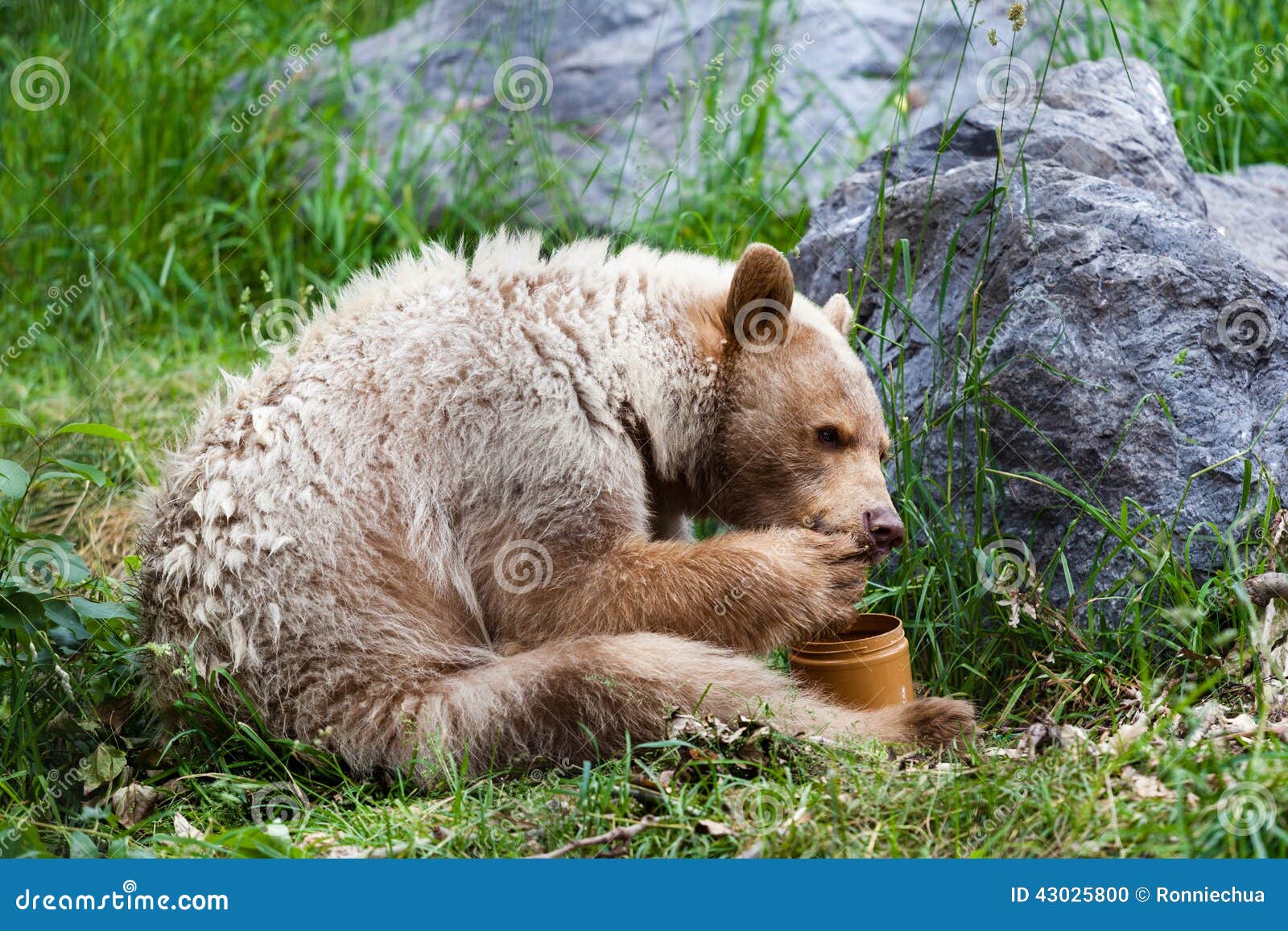 Oso De Kermode (alcohol) Que Come La Miel Foto de archivo - Imagen de ...