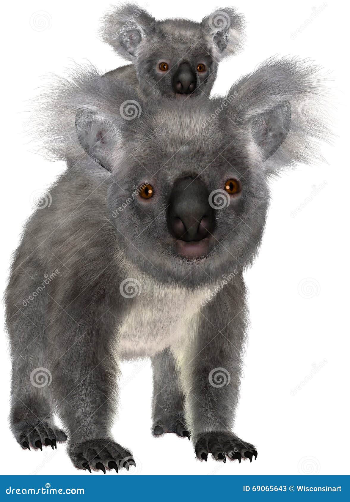 Oso De Koala, Bebé Joey, Aislado Imagen de archivo - Imagen de animal ...
