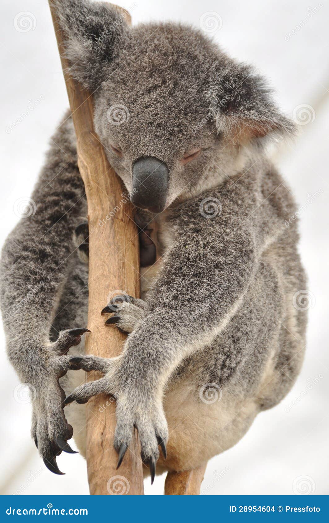 Oso De Koala De Sueño Dulce. Foto de archivo - Imagen de coma, cubo ... Oso De Koala De Sueño Dulce. Foto de archivo - Imagen de coma, cubo ...