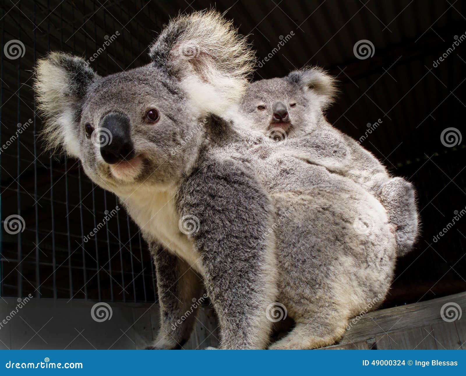 Oso de koala y joey foto de archivo. Imagen de fauna - 49000324