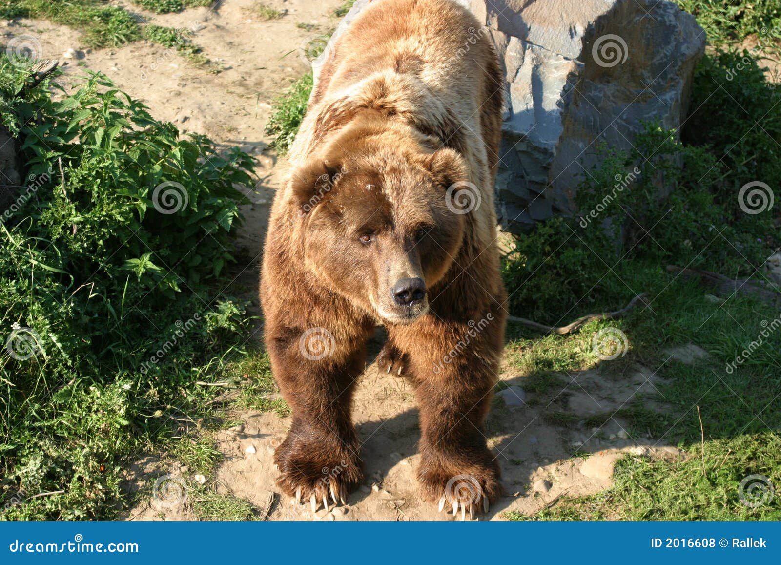 Oso de Kodiak foto de archivo. Imagen de caliente, salvaje - 2016608