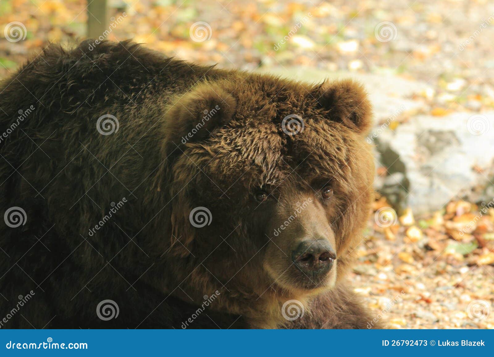 Oso de Kodiak imagen de archivo. Imagen de detalle, animal - 26792473