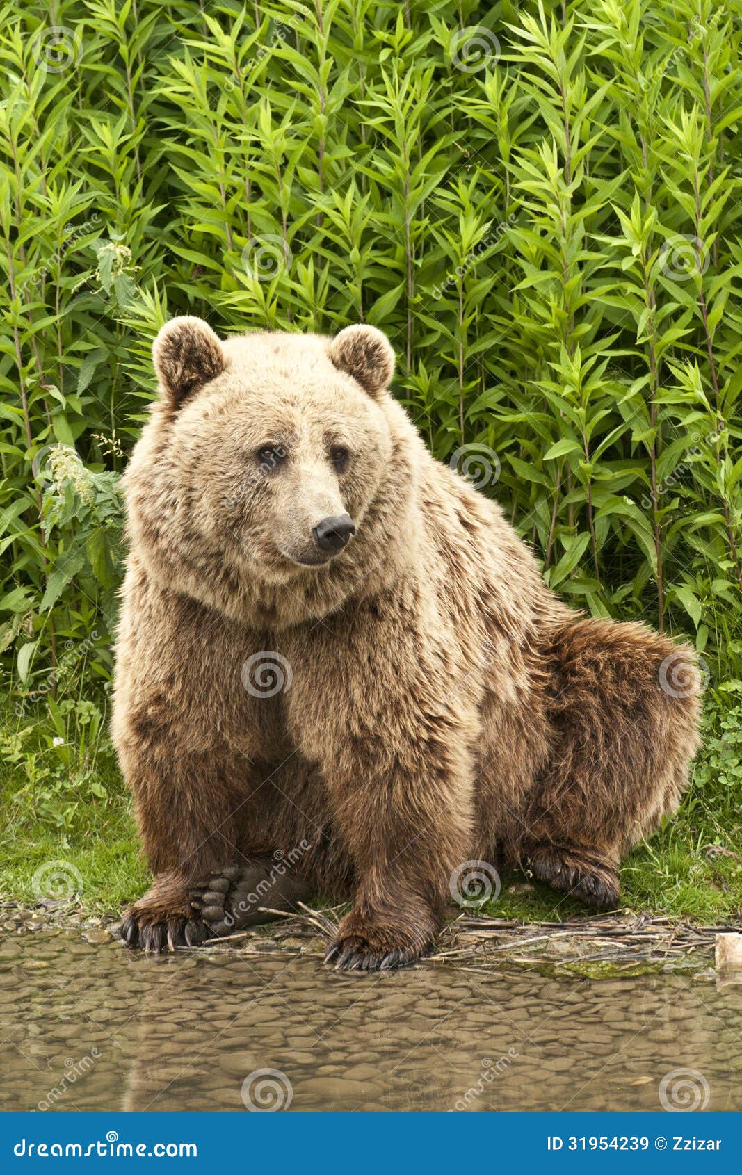 Oso de Kodiak imagen de archivo. Imagen de alaska, animal - 31954239