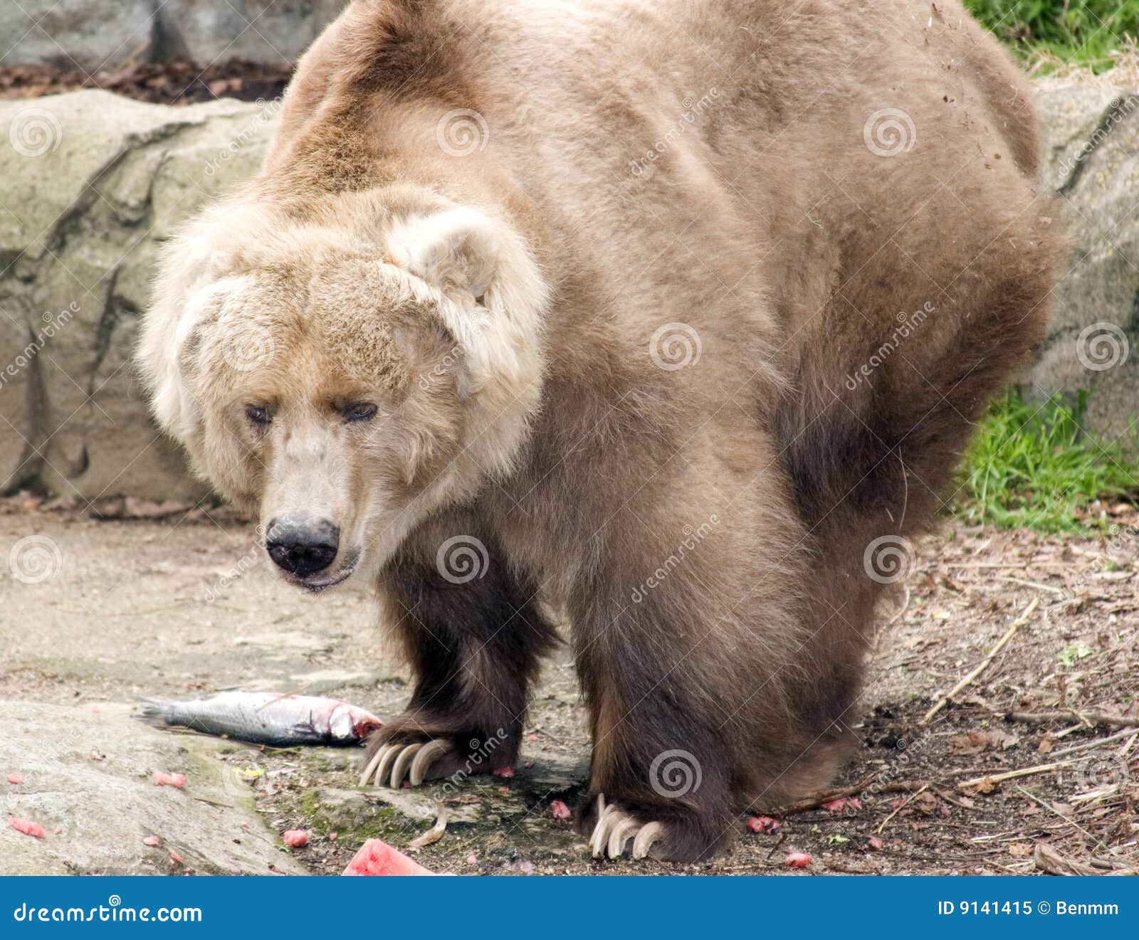 Oso de Kodiak imagen de archivo. Imagen de mirando, alaska - 9141415