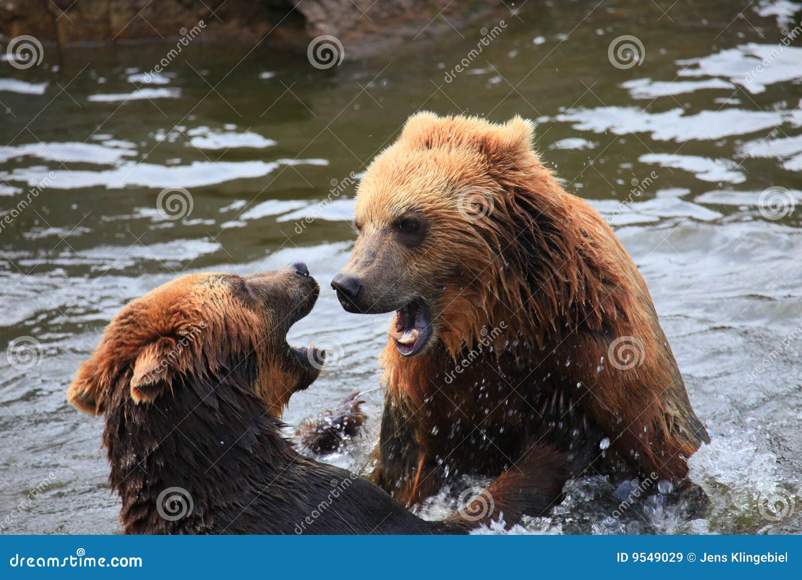 Oso de Kodiak imagen de archivo. Imagen de caza, cazador - 9549029