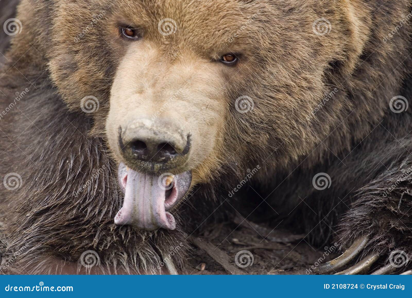 Oso De Kodiak Que Lame La Pata Imagen. Imagen: 2108724