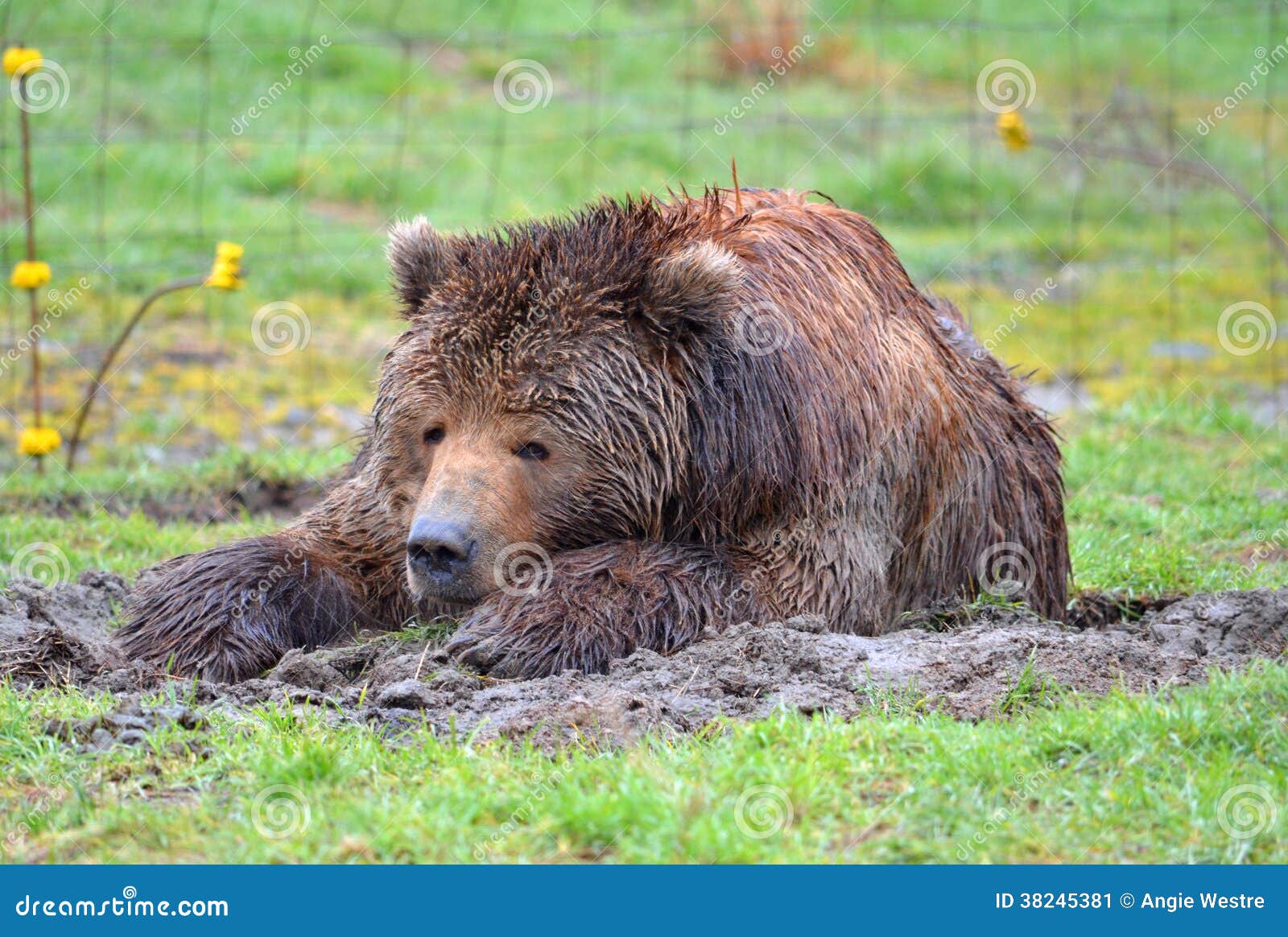 Oso De Kodiak Que Pone Encendido En Hierba Imagen de archivo - Imagen ...