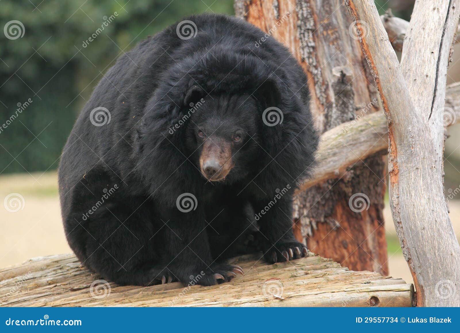 Oso de la luna foto de archivo. Imagen de madera, adulto - 29557734