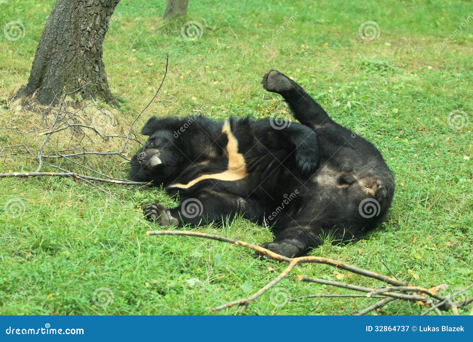 Oso de la luna imagen de archivo. Imagen de negro, adulto - 32864737