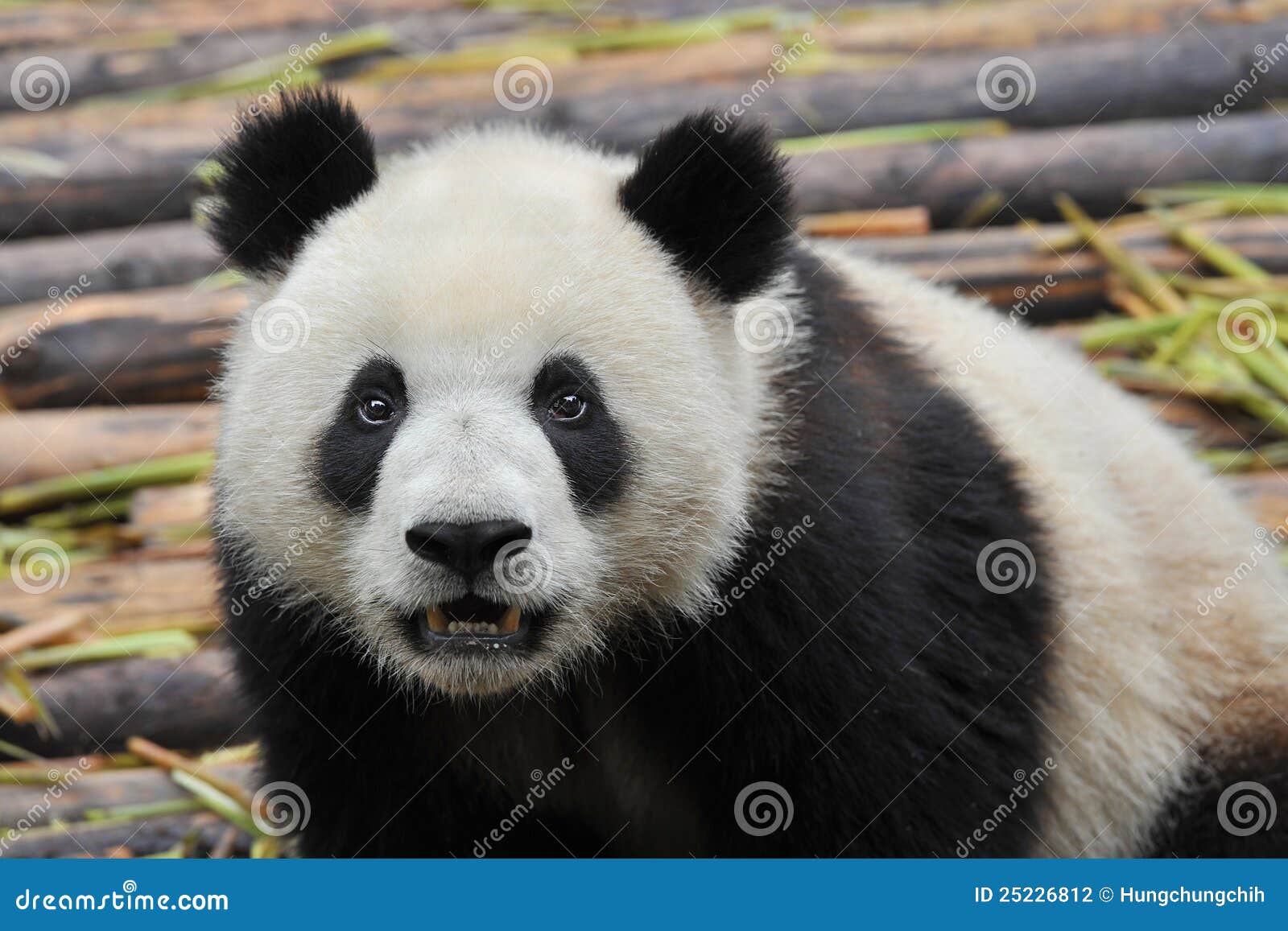 Oso de panda gigante foto de archivo. Imagen de habitat - 25226812