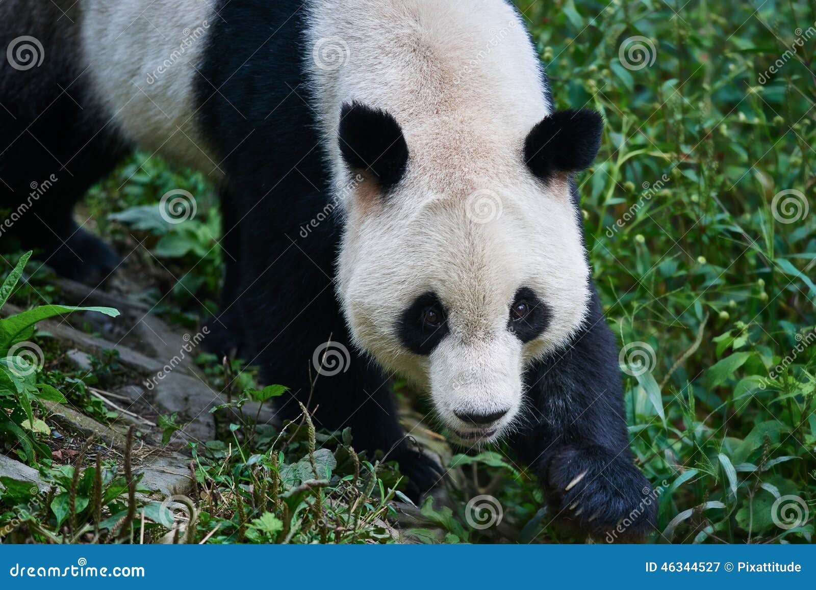 Oso de panda Sichuan China imagen de archivo. Imagen de cubo - 46344527
