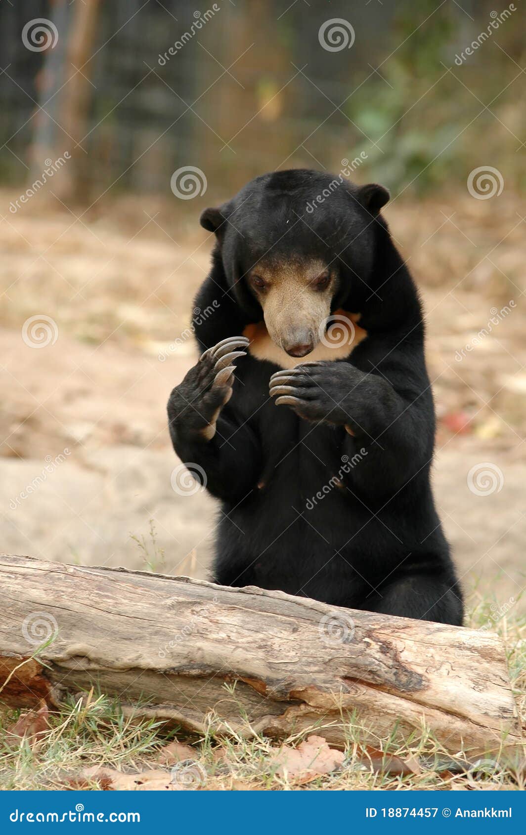 Oso de Sun imagen de archivo. Imagen de garras, cubo - 18874457