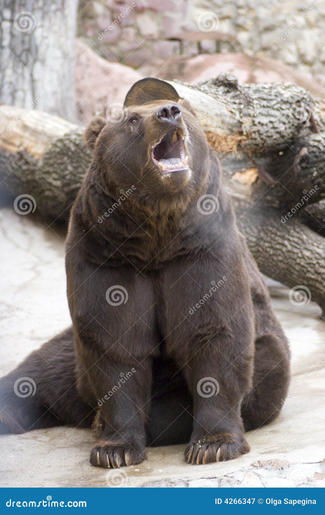 Oso del rugido imagen de archivo. Imagen de boca, ataque - 4266347