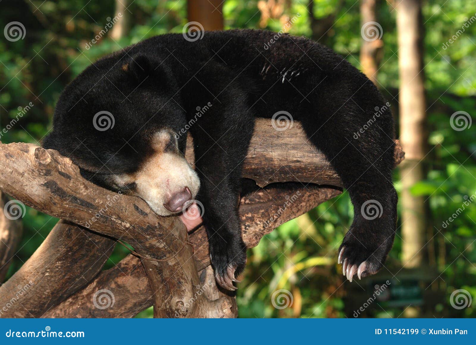 Oso del sol el dormir imagen de archivo. Imagen de bosque - 11542199