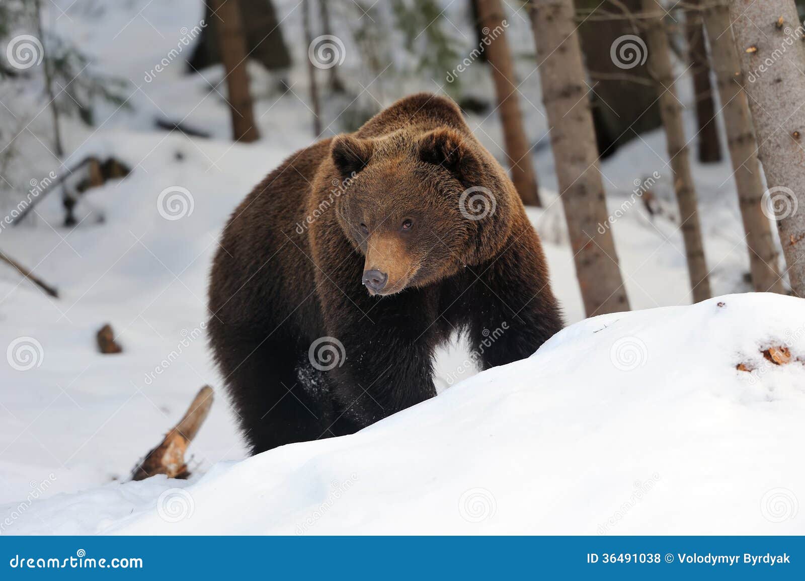 Oso en invierno foto de archivo. Imagen de peligro, taiga - 36491038
