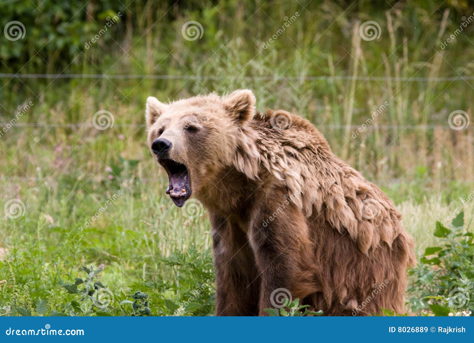 Oso Enojado Imagen. Imagen: 8026889