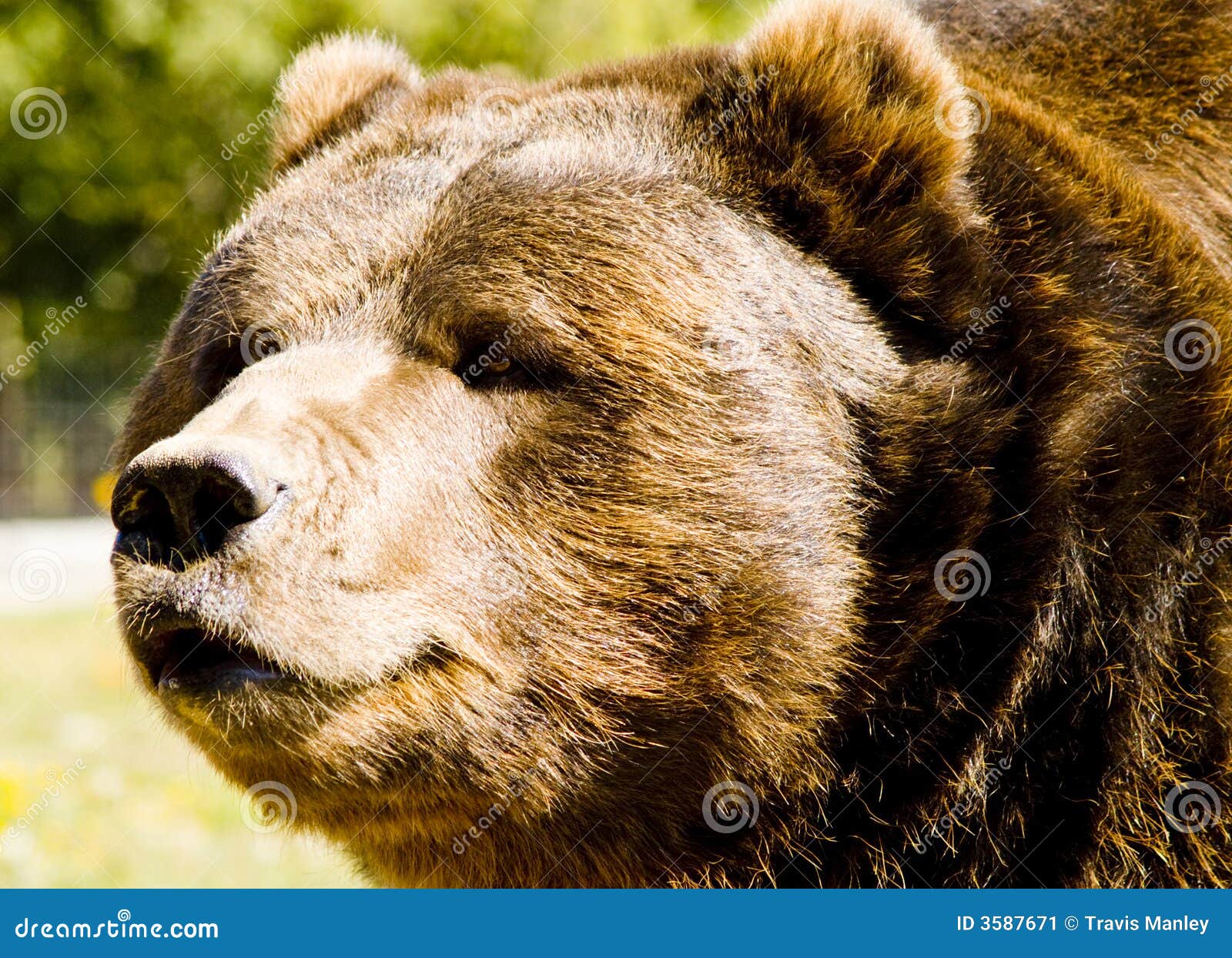 Oso feliz imagen de archivo. Imagen de afuera, cubo, pardo - 3587671