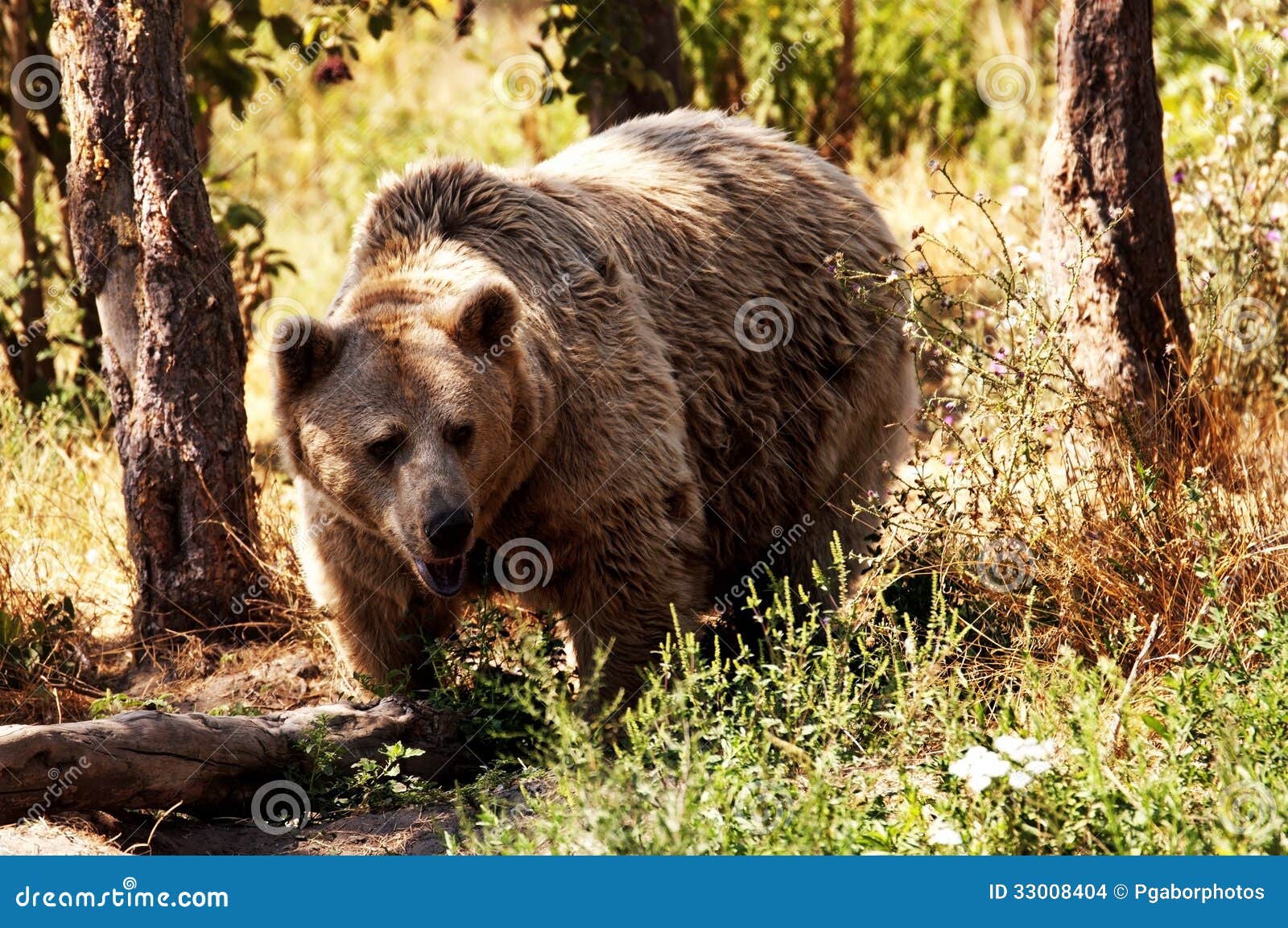 Oso Grizzly Imagenes de archivo - Imagen: 33008404