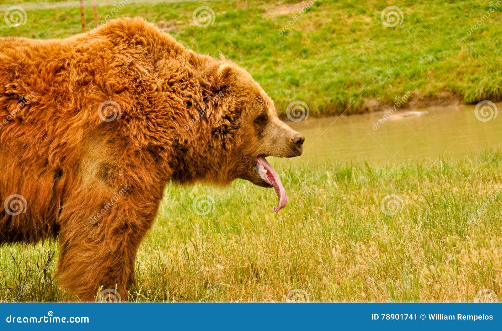 Oso grizzly de bostezo imagen de archivo. Imagen de hierba - 78901741