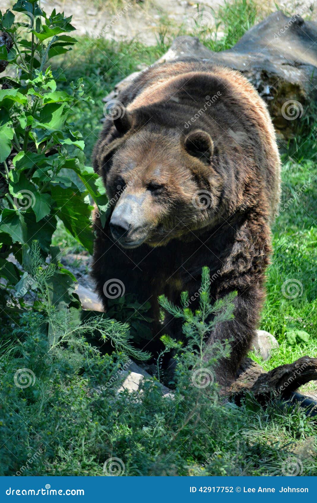 Oso Grizzly Que Busca La Comida Foto de archivo - Imagen de cepillo ...