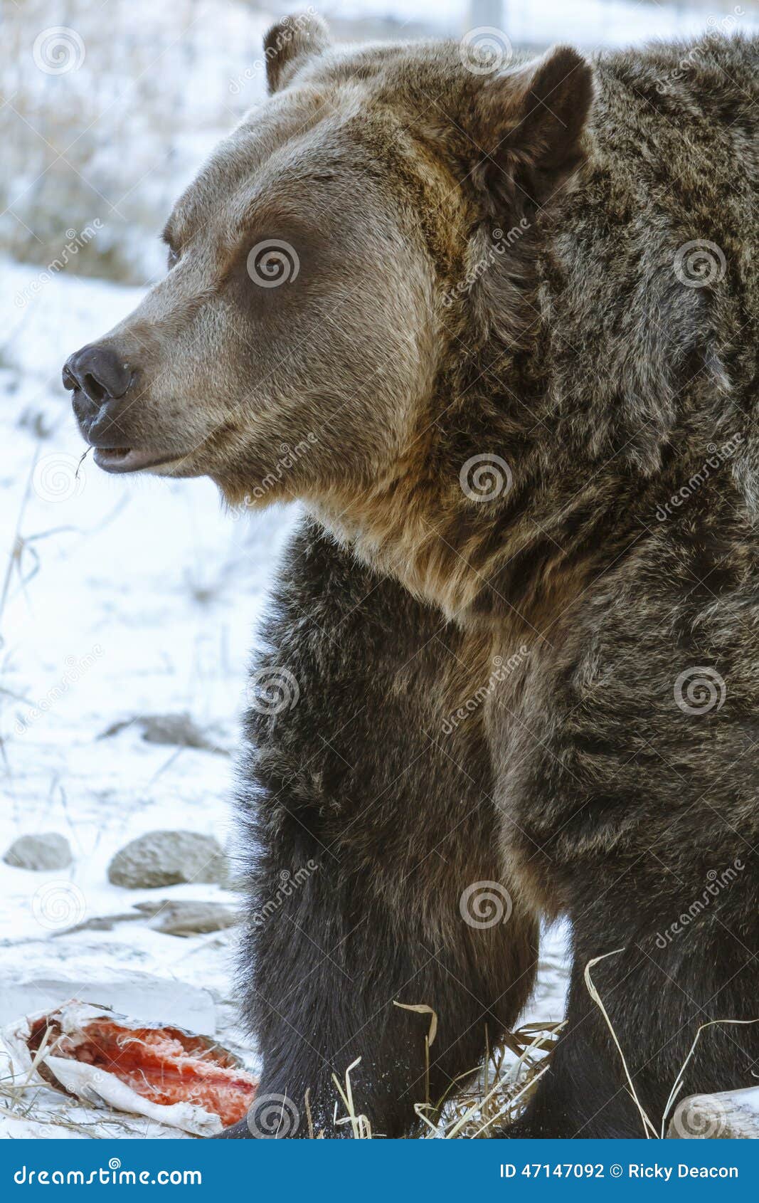 Oso Grizzly Que Se Coloca Sobre Su Comida Foto de archivo - Imagen de ...