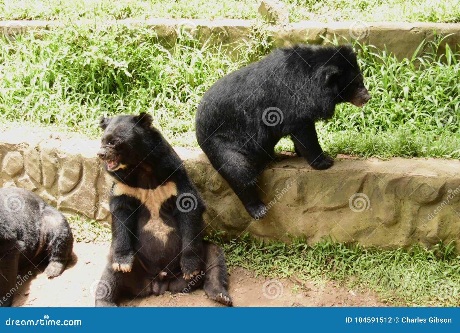 Oso, Malayanus Maya De Sun Helarctos Foto de archivo - Imagen de pecho ...