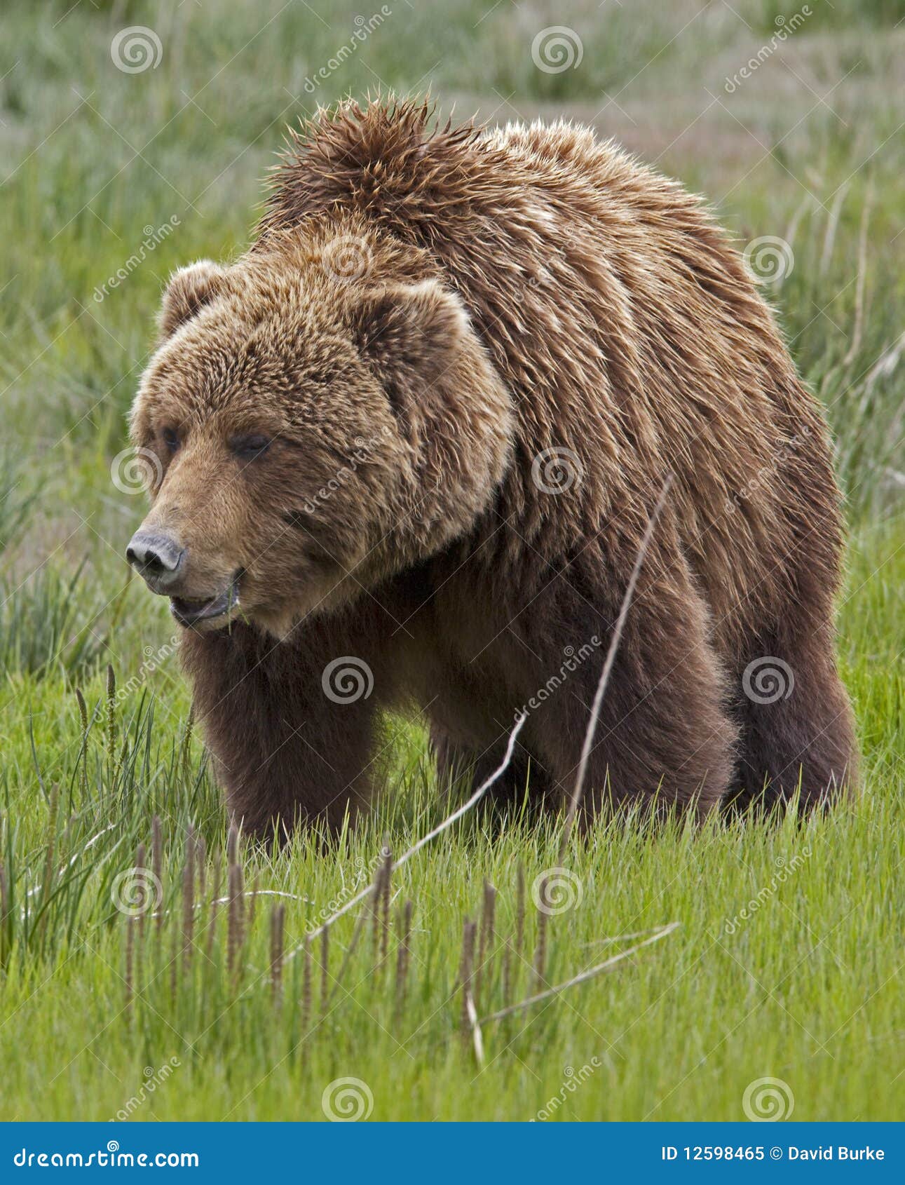 Oso marrón de Alaska imagen de archivo. Imagen de garras - 12598465