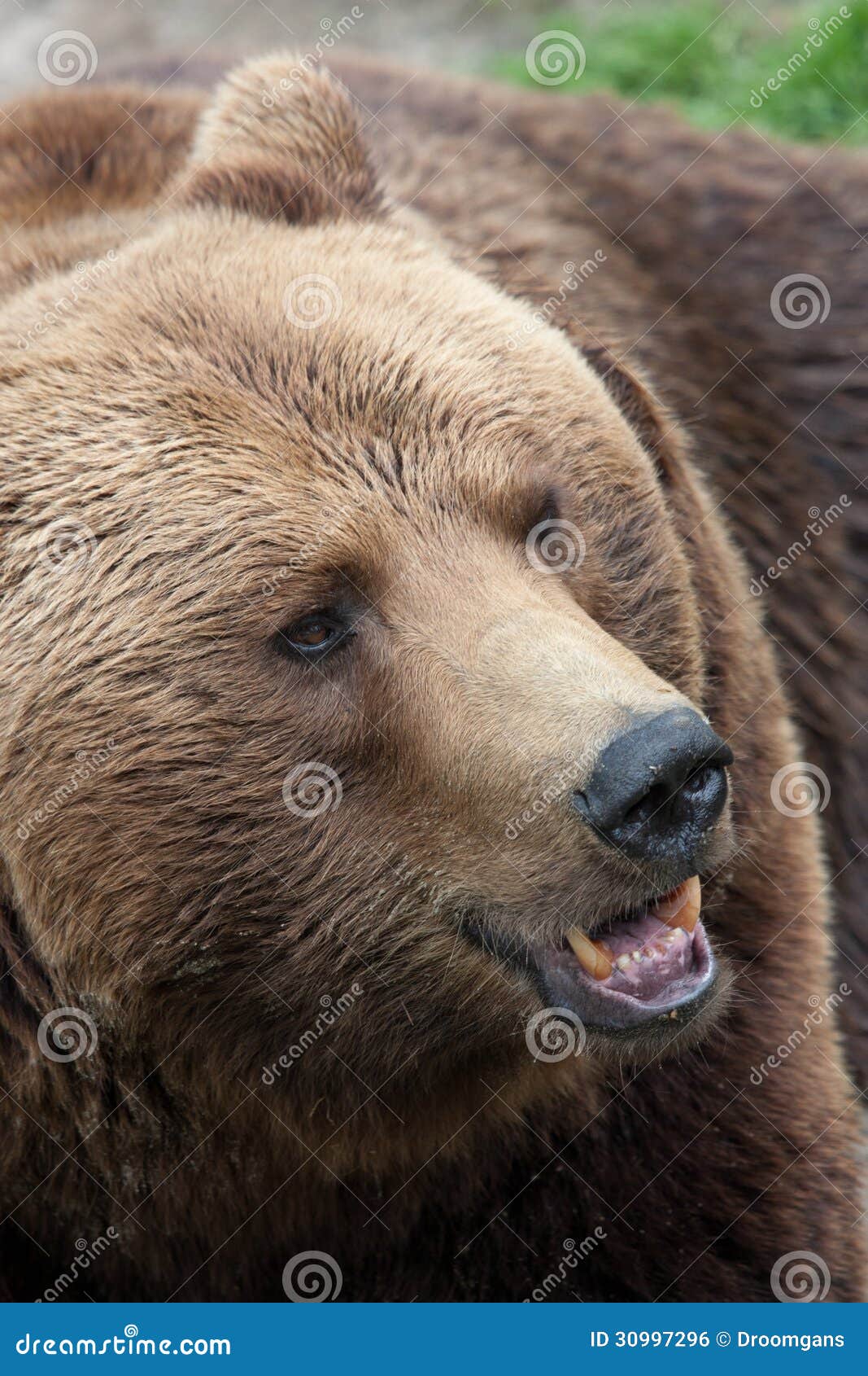 Oso marrón del primer foto de archivo. Imagen de garras - 30997296